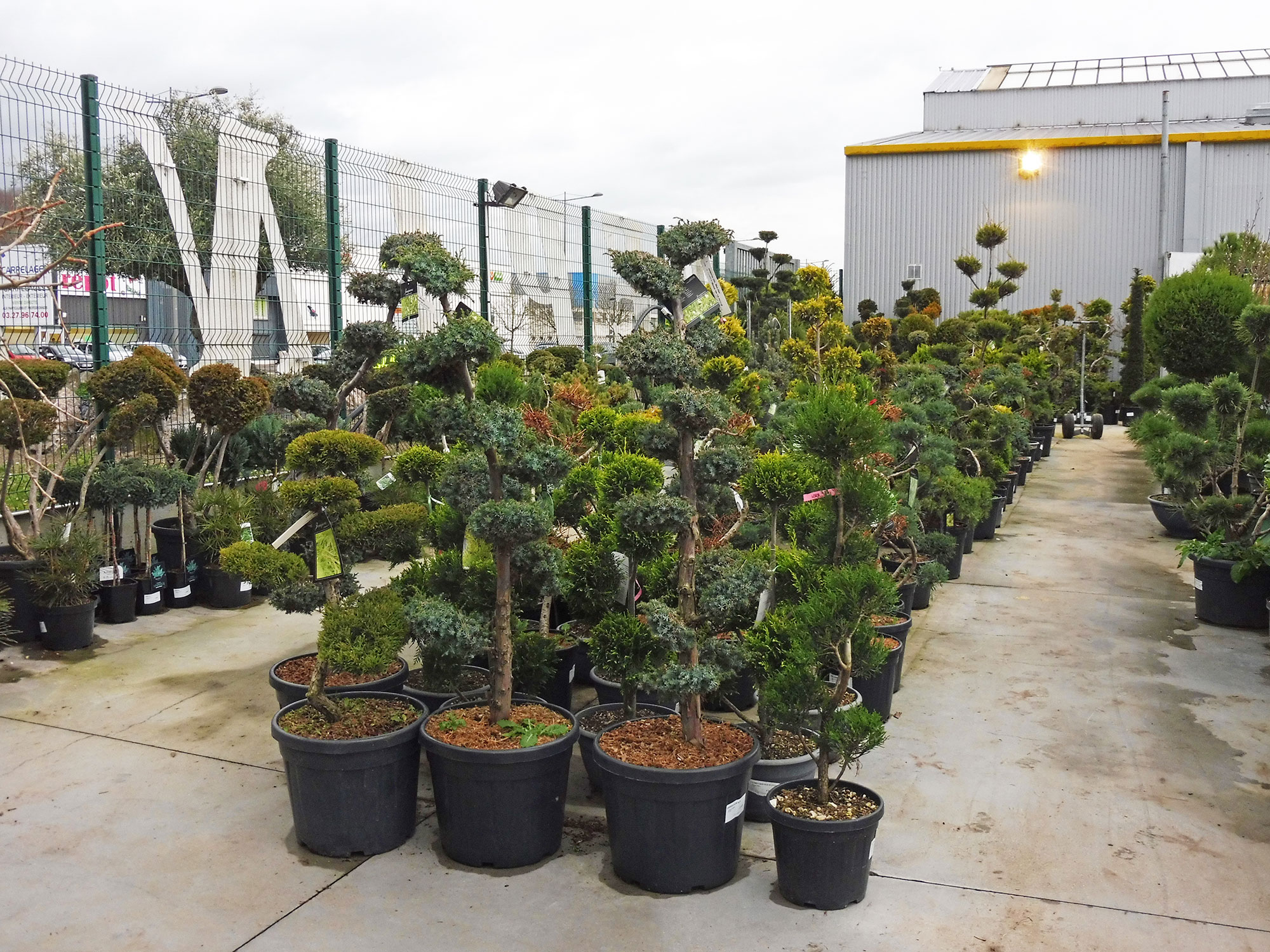 Pépinière - ARBRES & FLEURS