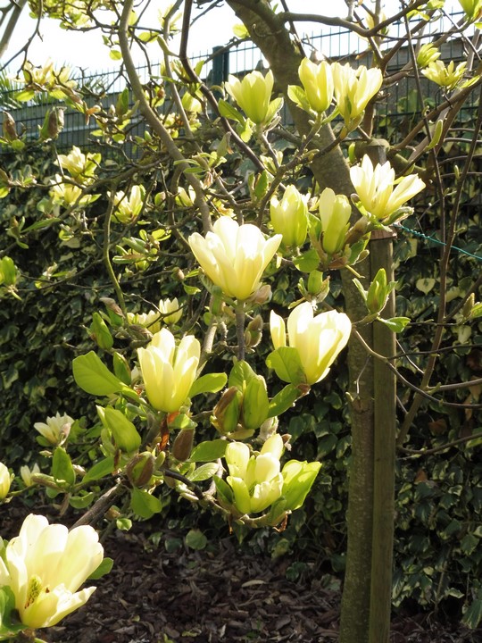 Magnolia - ARBRES & FLEURS