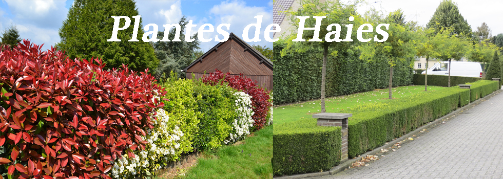 Plantes de haies - ARBRES & FLEURS