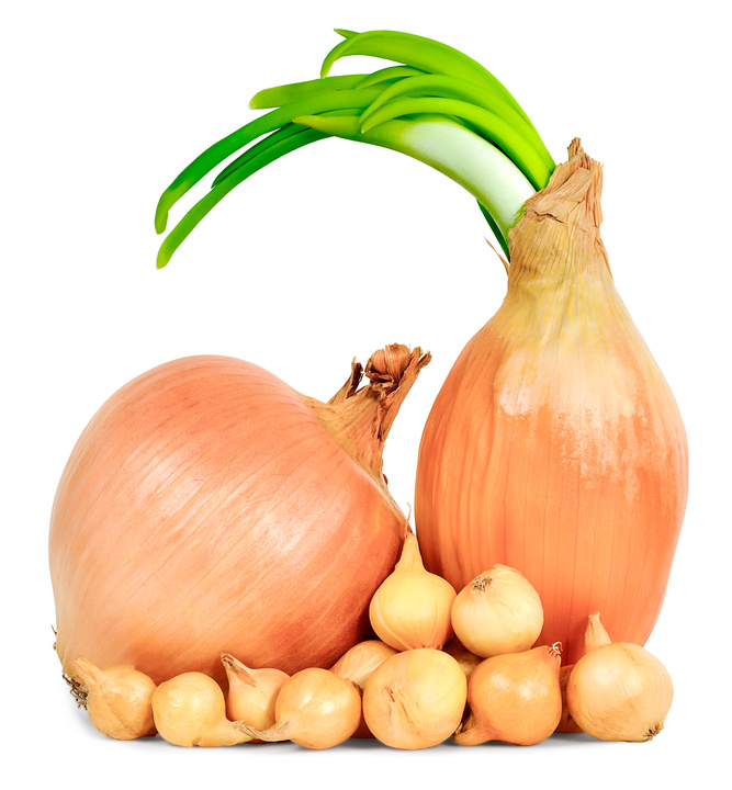 Oignon -Échalote - Ail - ARBRES & FLEURS