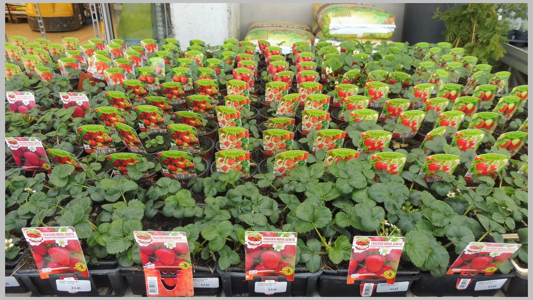 Plants de Fraises - ARBRES & FLEURS