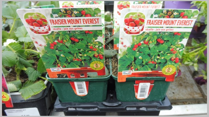 Plants de Fraises - ARBRES & FLEURS