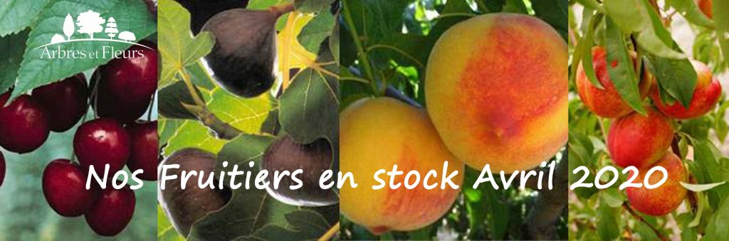 Accueil - ARBRES & FLEURS