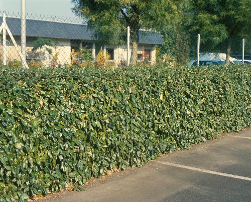 Plantes de haies classiques - ARBRES & FLEURS