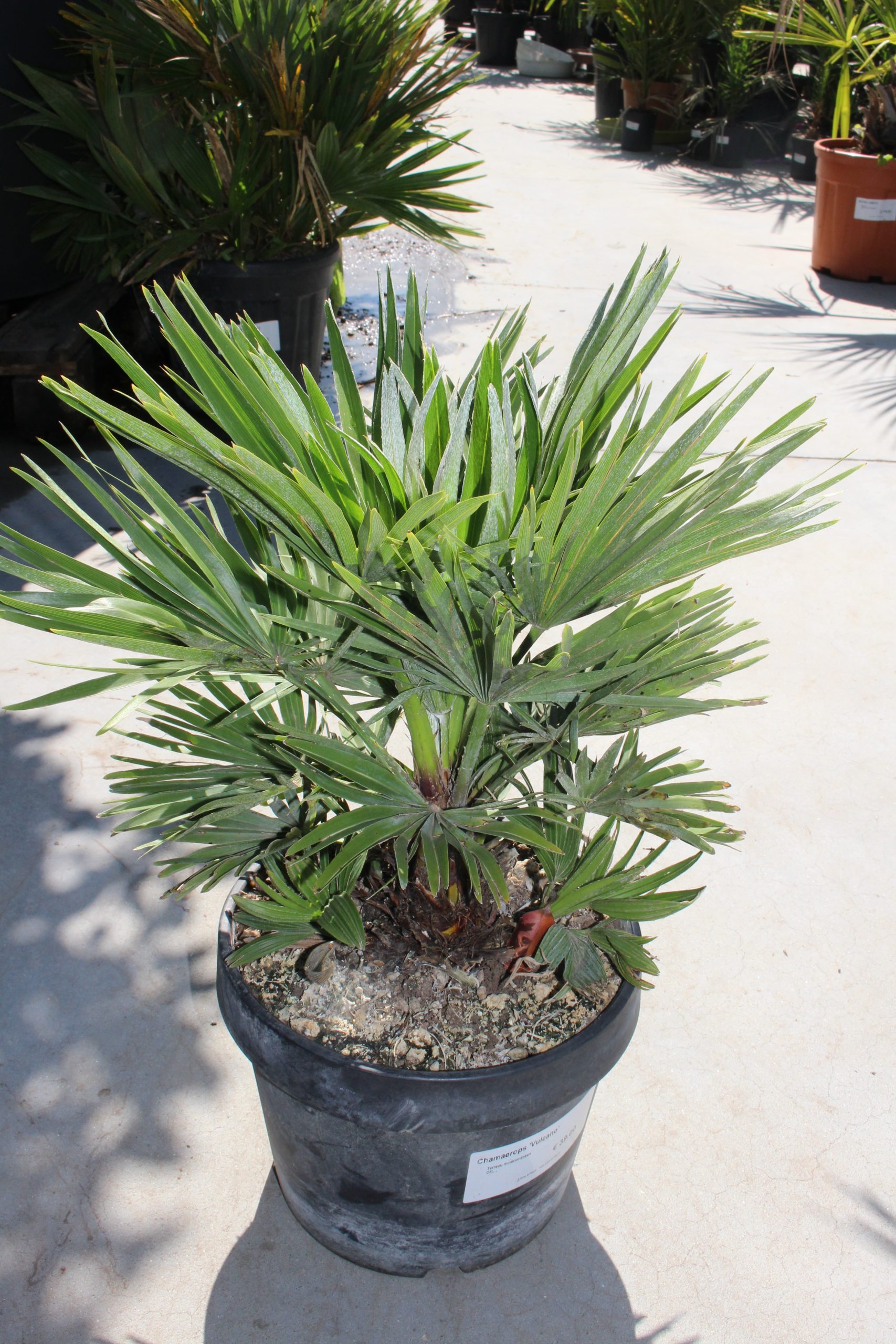 Palmiers - ARBRES & FLEURS