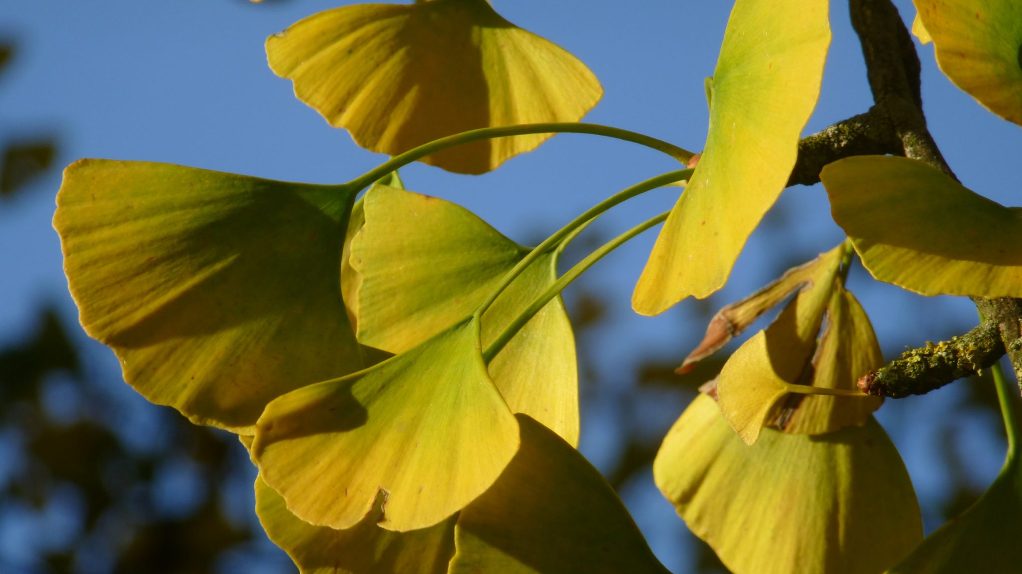 Ginkgo biloba - ARBRES & FLEURS