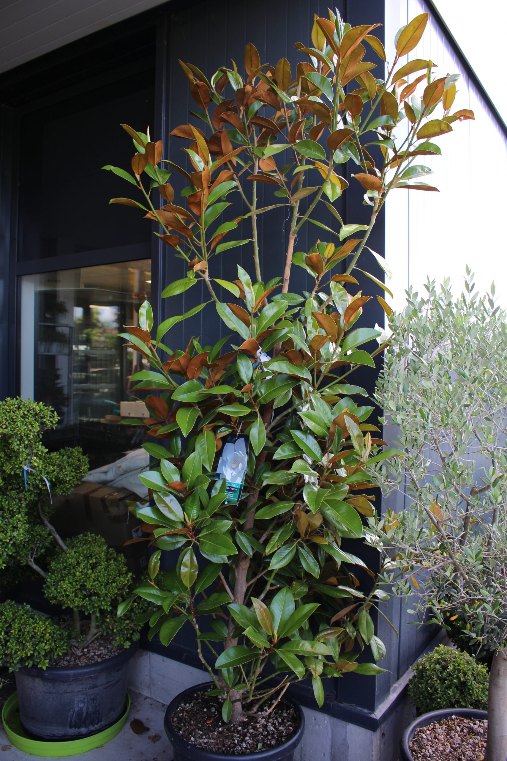 Magnolia persistant - ARBRES & FLEURS