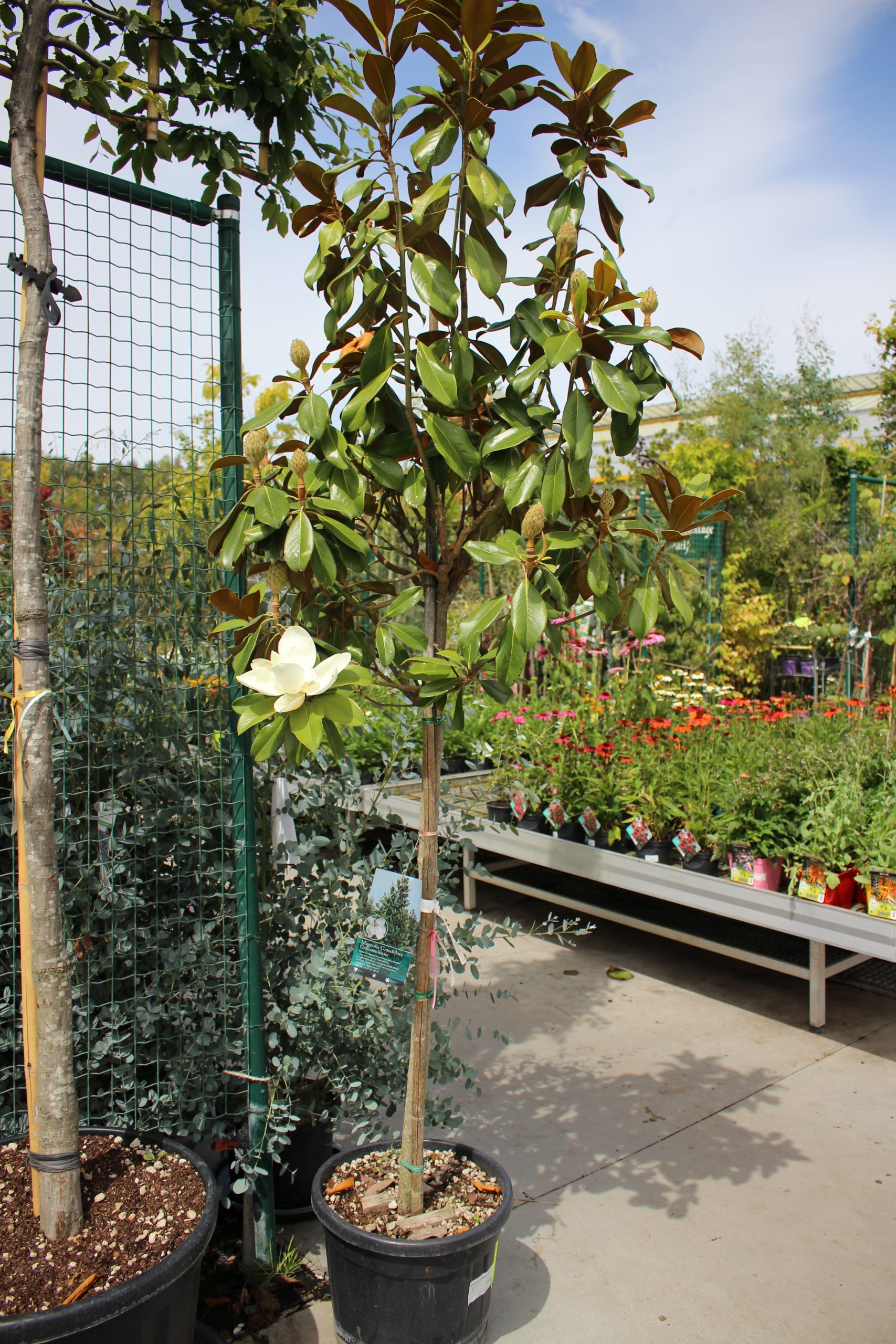 Magnolia persistant - ARBRES & FLEURS