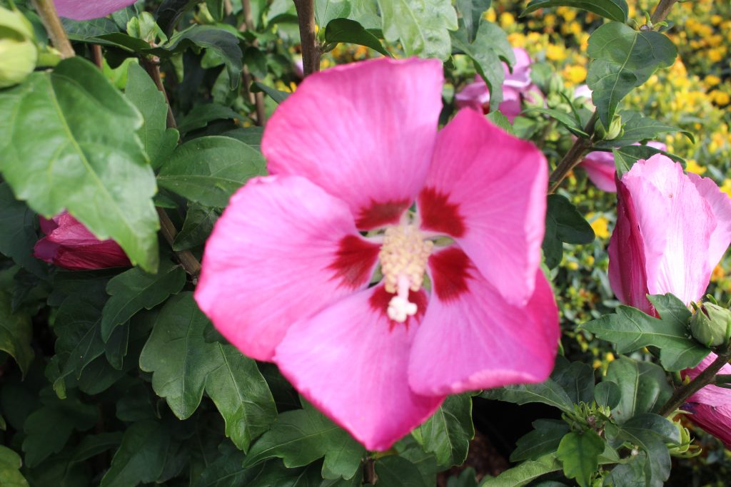 Hibiscus - ARBRES & FLEURS