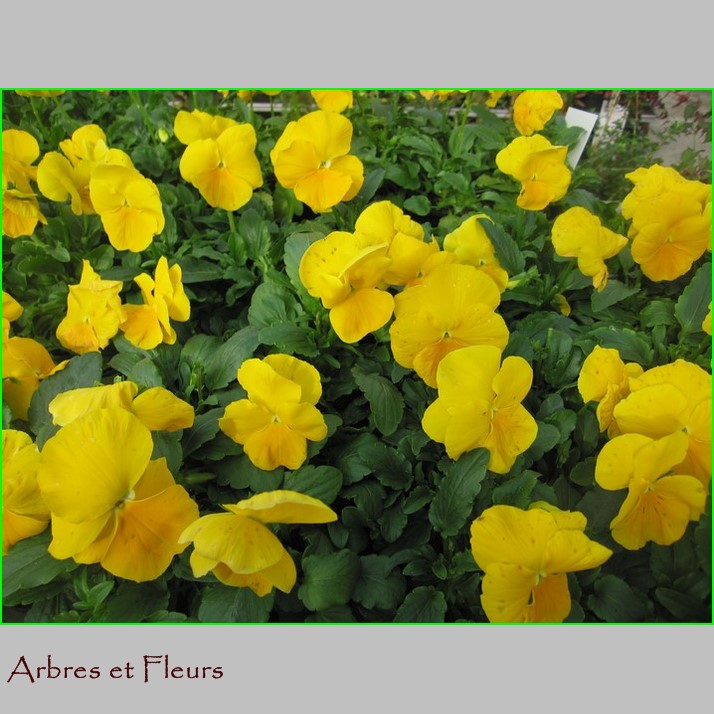 Pensées - ARBRES & FLEURS