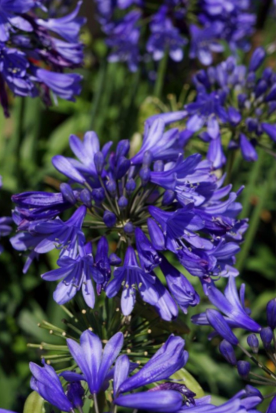 Agapanthe - ARBRES & FLEURS