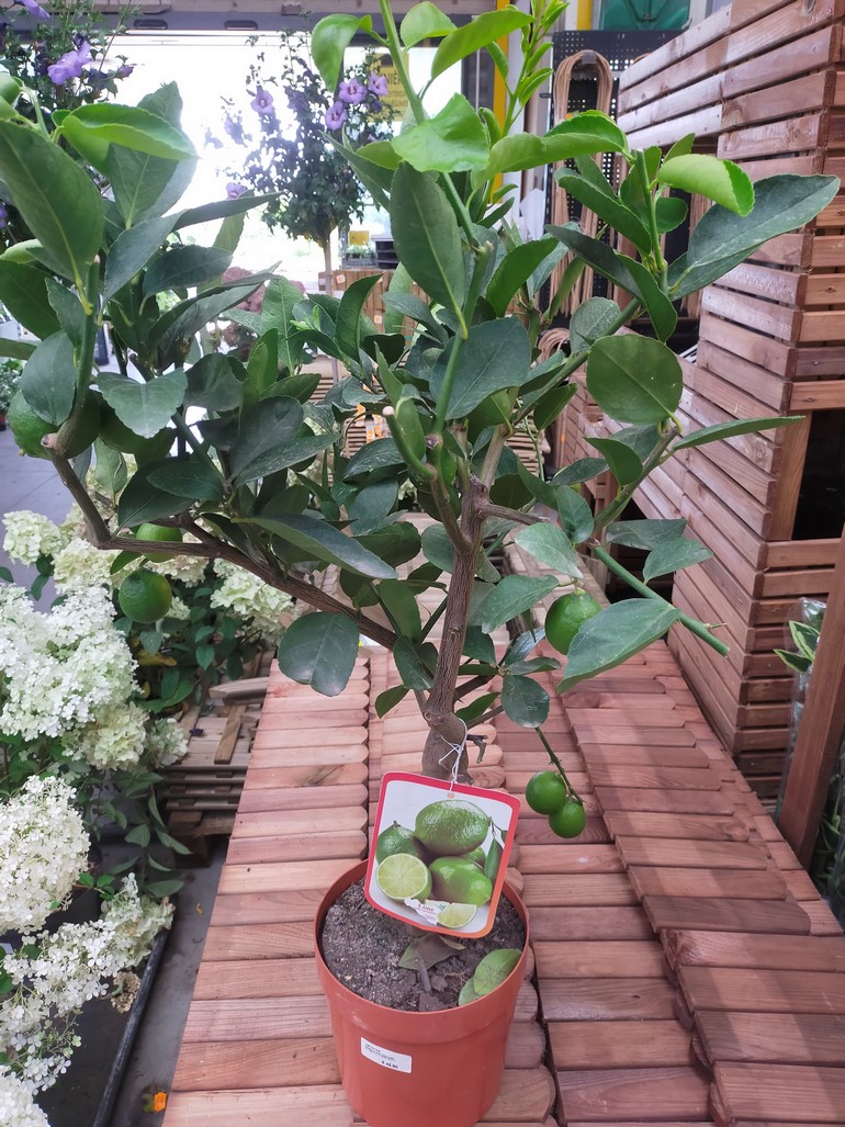 AGRUMES - ARBRES & FLEURS