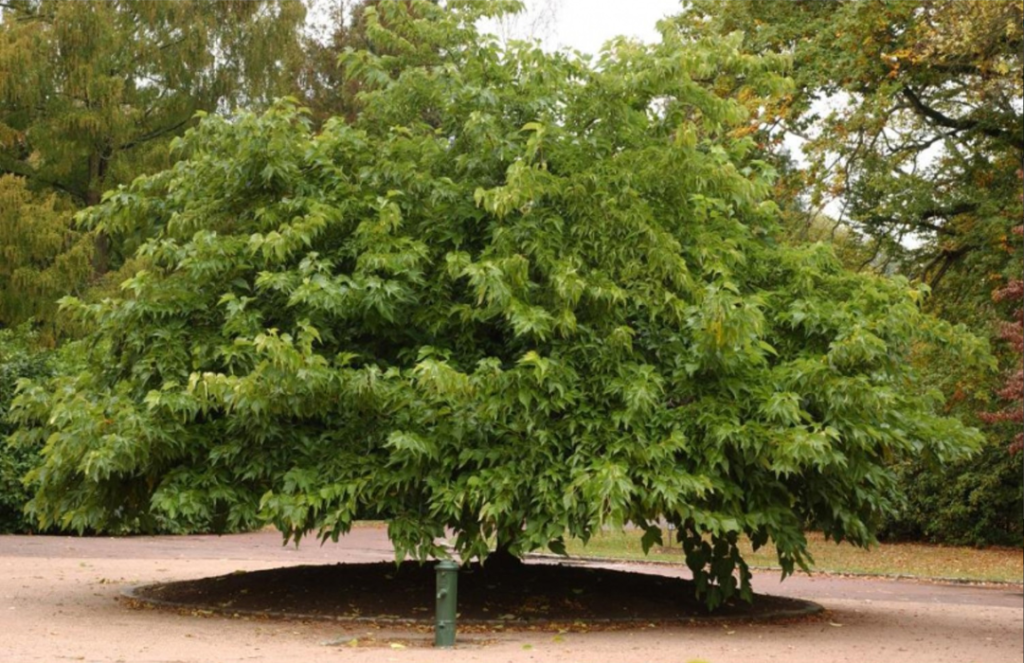 Morus kagayame 'Fruitless' - ARBRES & FLEURS